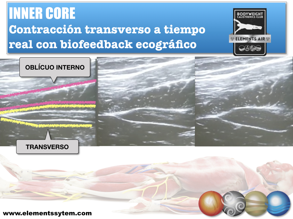 INNER CORE: LOCALIZANDO EL TRANSVERSO A TIEMPO REAL CON ECOGRAFÍA ...